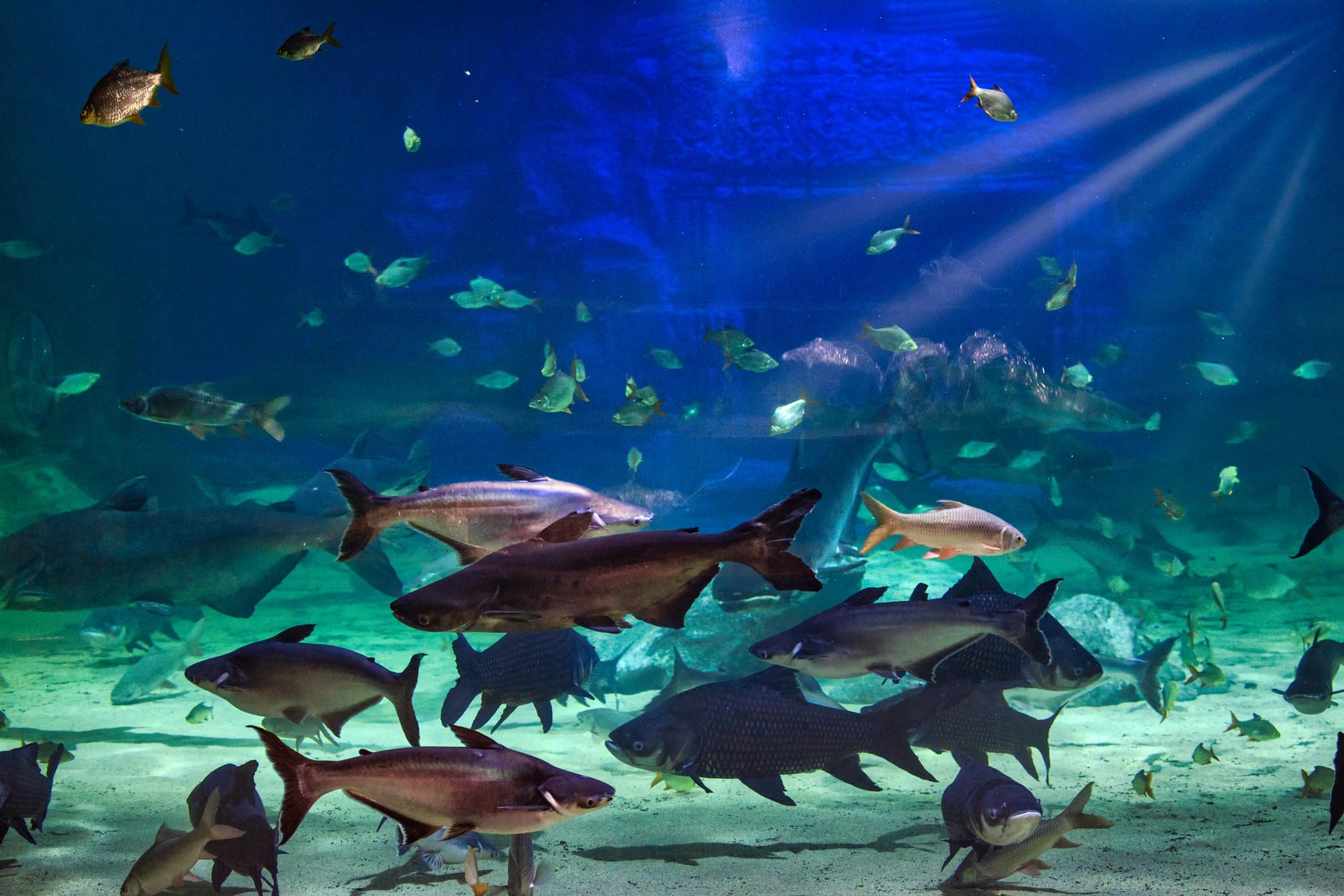 Angkor Wildlife And Aquarium | Angkor7th Travel