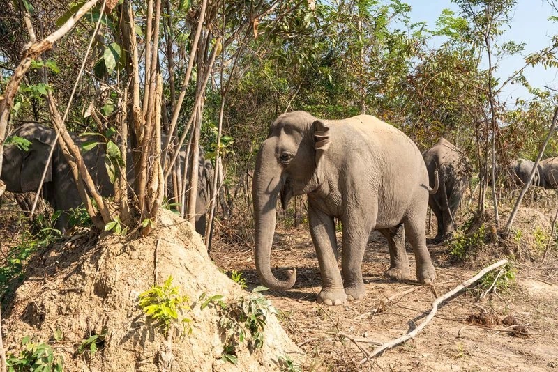 Visit Kbal Spean, Elephant Forest, Accb