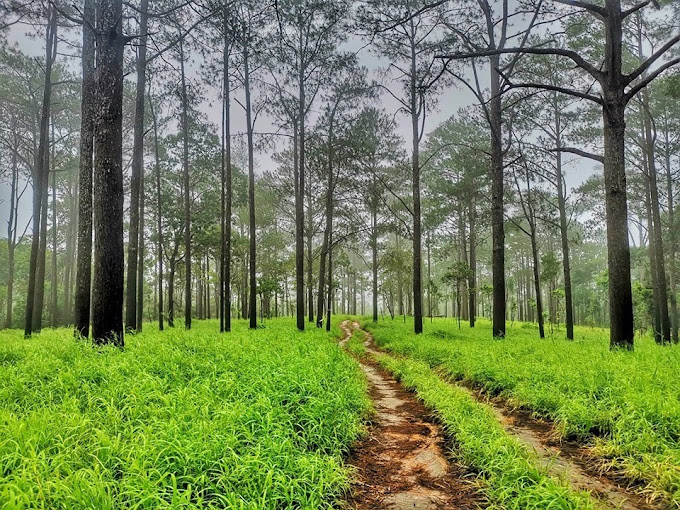 Kirirom National Park Day Tour From Phnom Penh